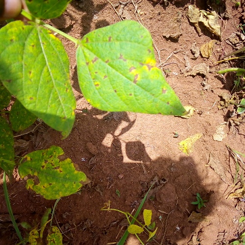 Leaf Disease Detection Classification Dataset And Pre Trained Model By
