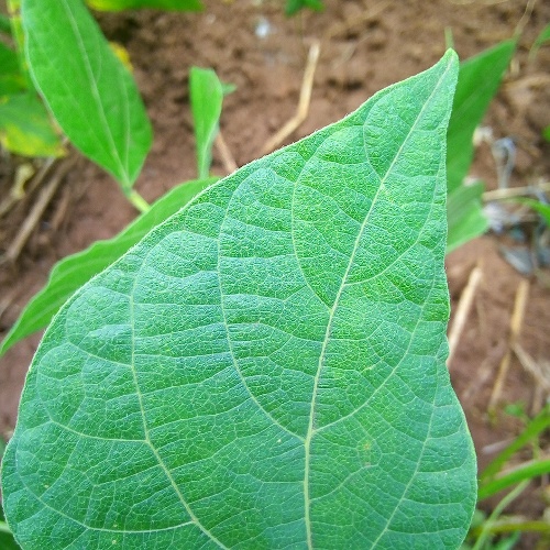 Pest Detection Object Detection Dataset By Masterai