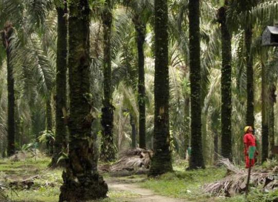 Final Project Palm Object Detection Dataset and Pre-Trained Model by ...