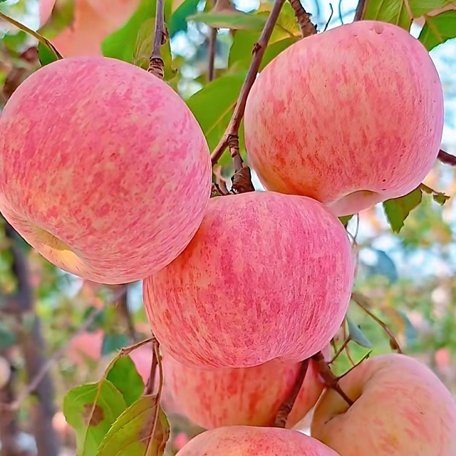 apple Object Detection Dataset by apple