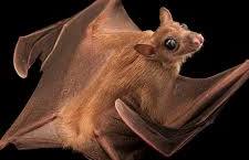 bat Object Detection Model by mohamedayman