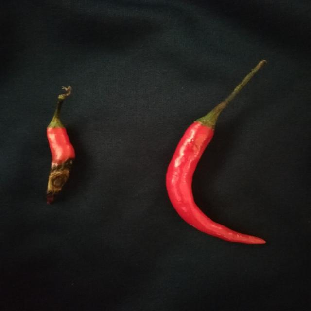 Chili Detector Object Detection Dataset V1 2024 12 23 1 31pm By Trying Image Segmentation