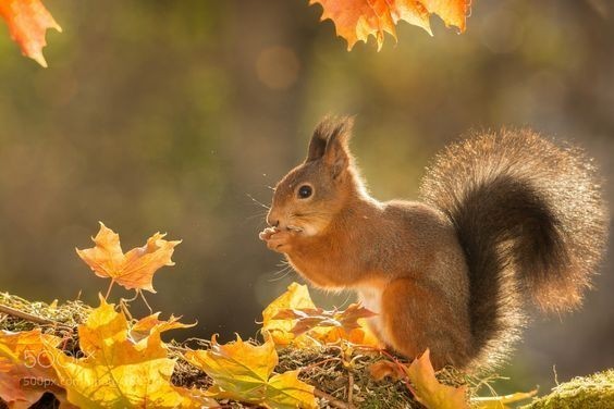 trees flowers animals Object Detection Dataset and Pre-Trained Model by ...