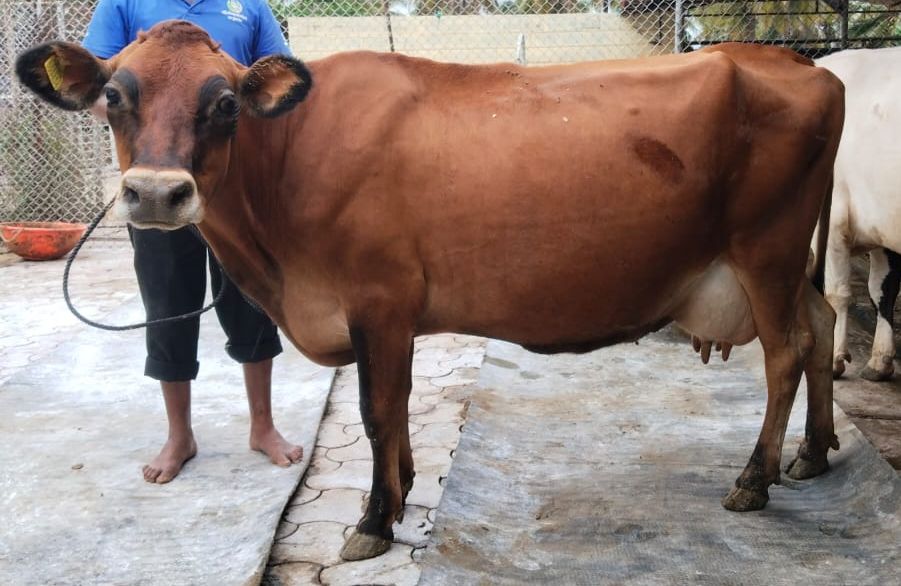 Cattle Flea Bite Classification Dataset by cattle