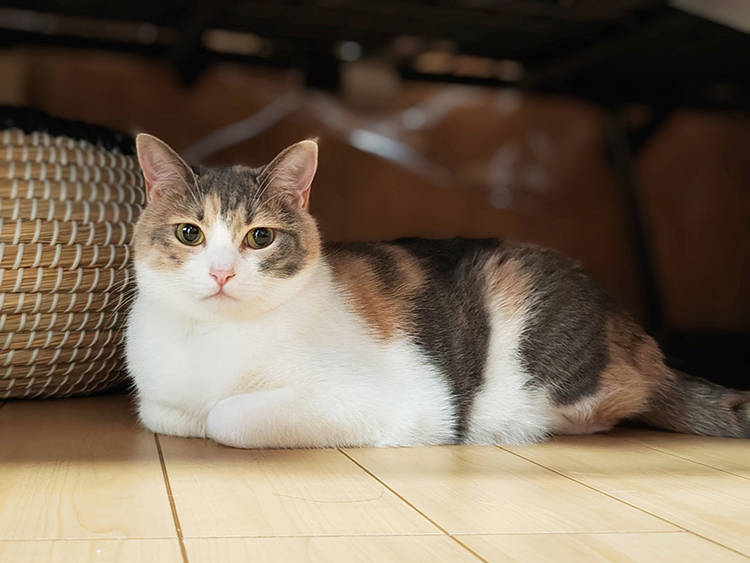 YOLO (yolo-fpicv) - Roboflow Universe