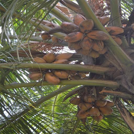 Coconut Dataset Old Object Detection Dataset By Cv