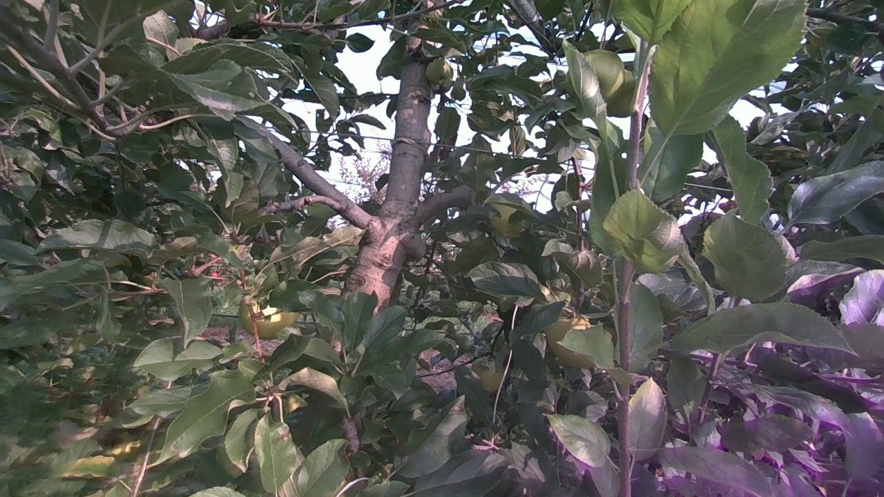 apple_multiclass Object Detection Dataset by Adriana