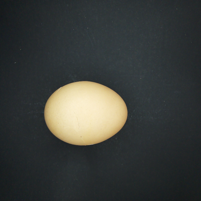 Egg Crack Detection Object Detection Model by Little Bit AI
