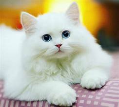 deteksi-kucing Object Detection Model by Gimalry