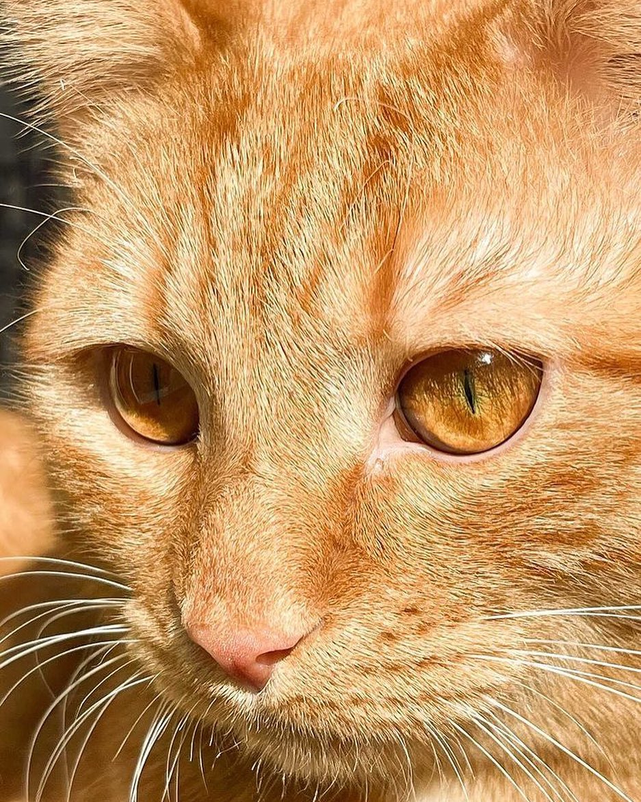 Orange Cat Object Detection Dataset By Gimalry
