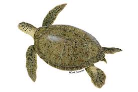 Turtles Instance Segmentation Dataset and Pre-Trained Model by Lakshan Krithik