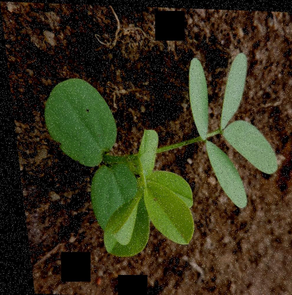 groundnut plant detection Object Detection Model by new demo