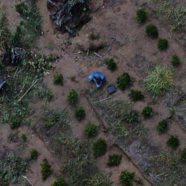 segmatation Instance Segmentation Dataset and Pre-Trained Model by CoffeplantsCR