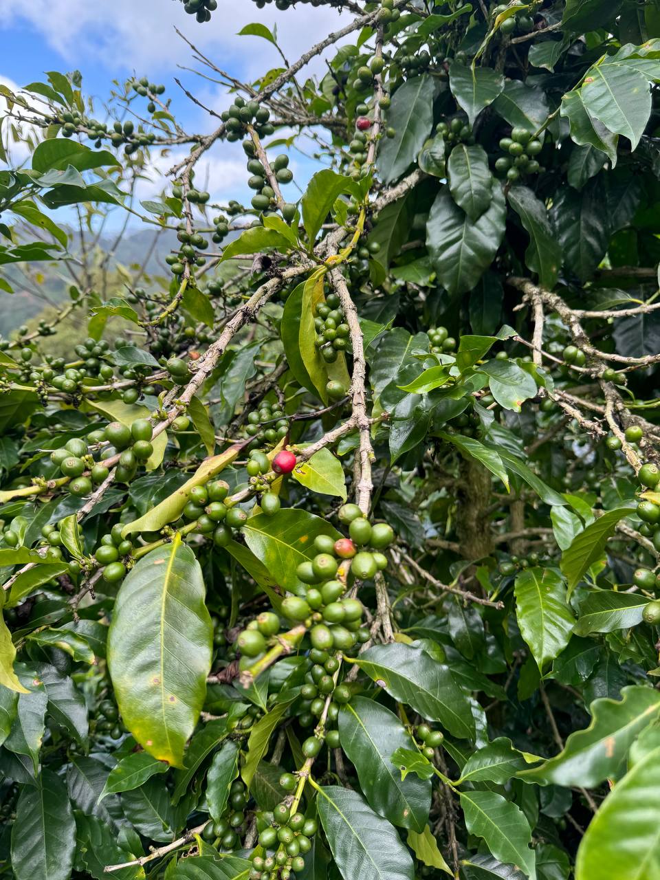 coffe_fruit Instance Segmentation Model by CoffeplantsCR