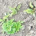 Weed Segmentation Semantic Segmentation Dataset by DATASET