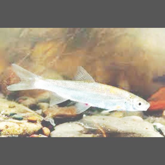 Fishes and their food Object Detection Dataset by Fish Project