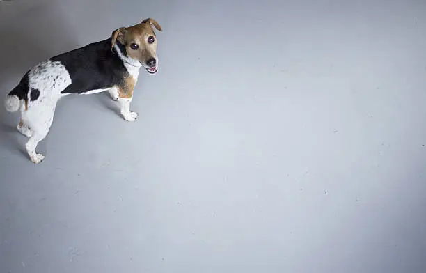 Animal Detection-1000 Object Detection Model by Animal Detection