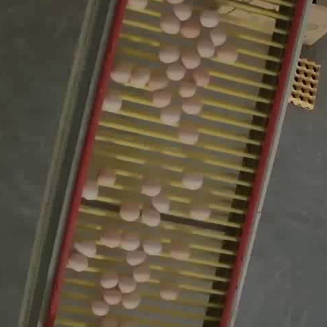 egg Object Detection Dataset by std