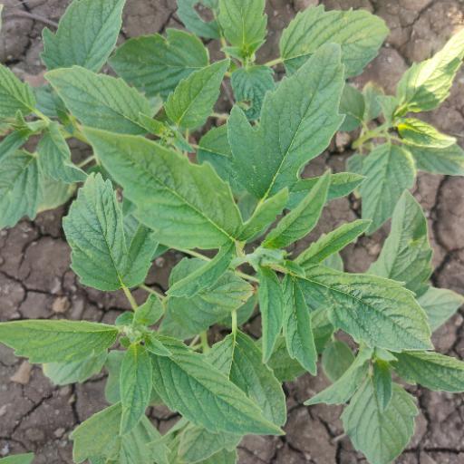 Weed detection Object Detection Model by Jyoti