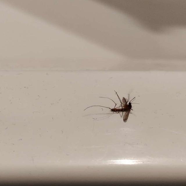 Mosquito Mosquito Zcdzw Roboflow Universe