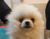 dog (dog-6ozge) - Roboflow Universe