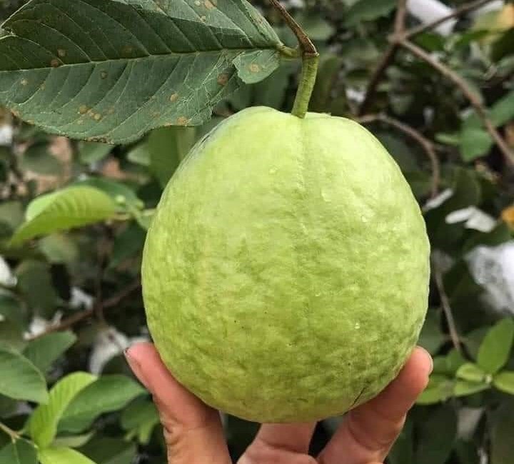 ViThi - Roboflow Universe