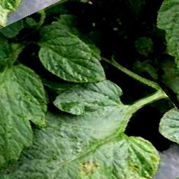 Leaves Disease Detection Object Detection Dataset And Pre Trained Model