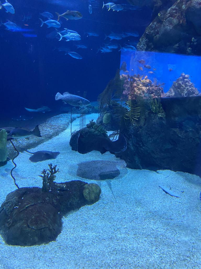 Training Object Detection Dataset and Pre-Trained Model by Nile tilapia training