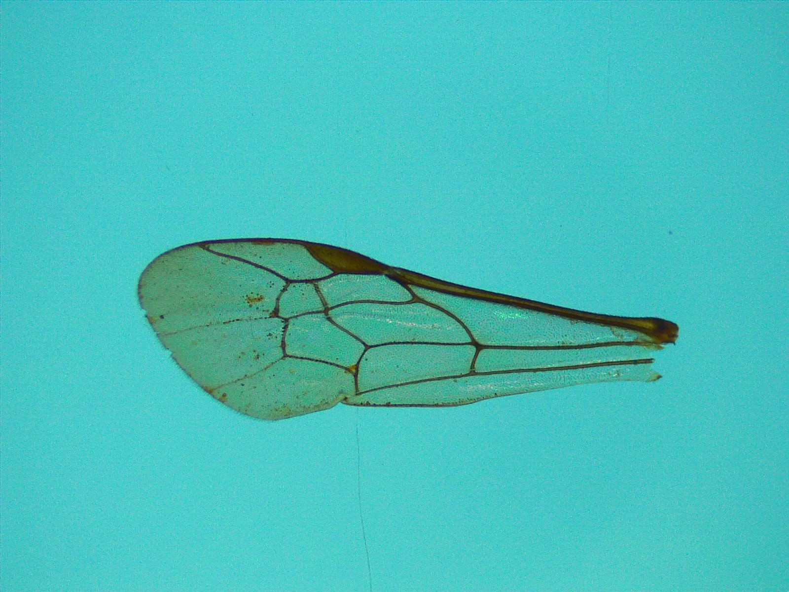 Aculeata Bees Object Detection Dataset By Bugider