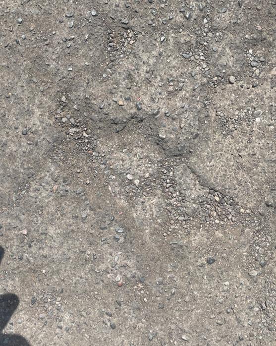 Crack And Pothole Segmentation Semantic Segmentation Dataset And Pre