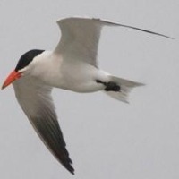 Drone-Bird-Detection Object Detection Dataset and Pre-Trained Model by MyWorkspace