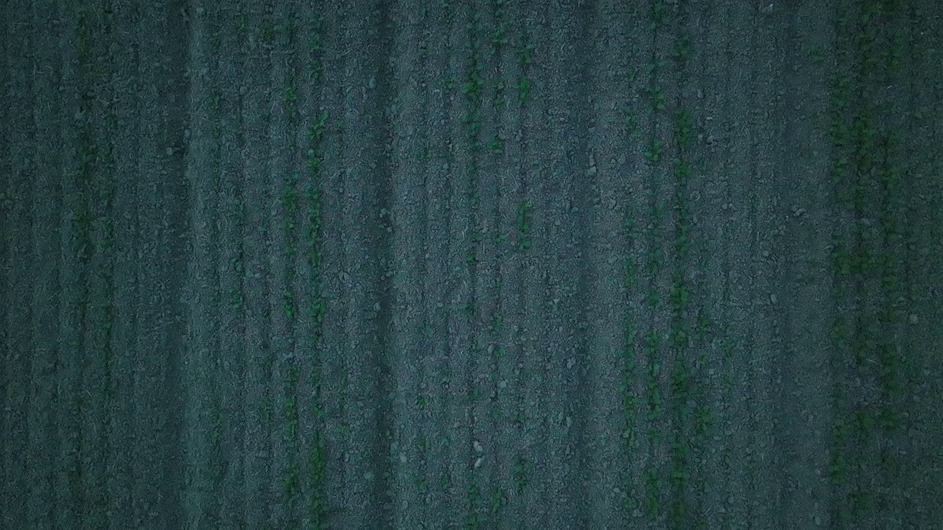 rape-seedling Semantic Segmentation Dataset by 111