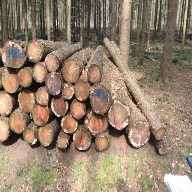 Forestguard Romania Object Detection Dataset By Patrick Neicu