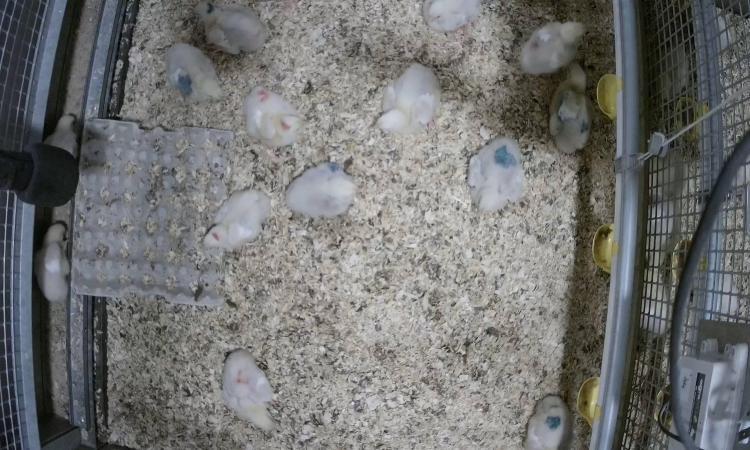 Poultry farm Object Detection Dataset by Research