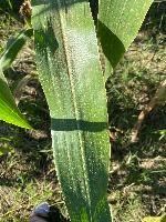 Classification of corn disease - Roboflow Universe