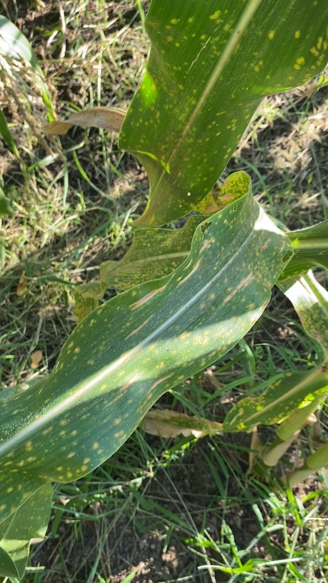 600Images Object Detection Model (v1, 2024-12-18 2:23am) by Classification of corn disease