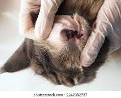 Teinga kucing Object Detection Dataset and Pre-Trained Model by Maulidiyah