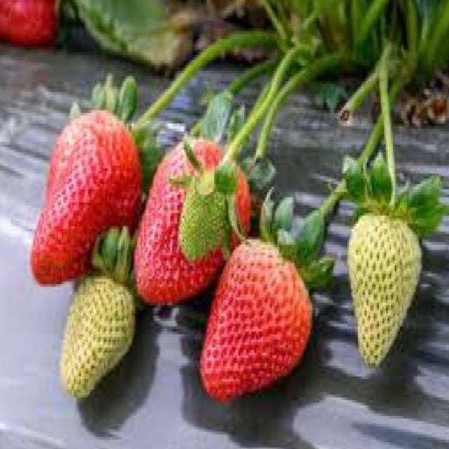 strawberry Color Object Detection Dataset and Pre-Trained Model by Strawberry