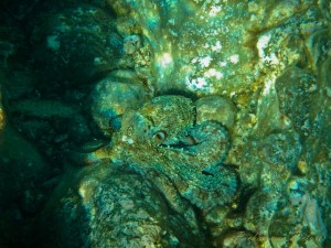 octo Object Detection Model by csj