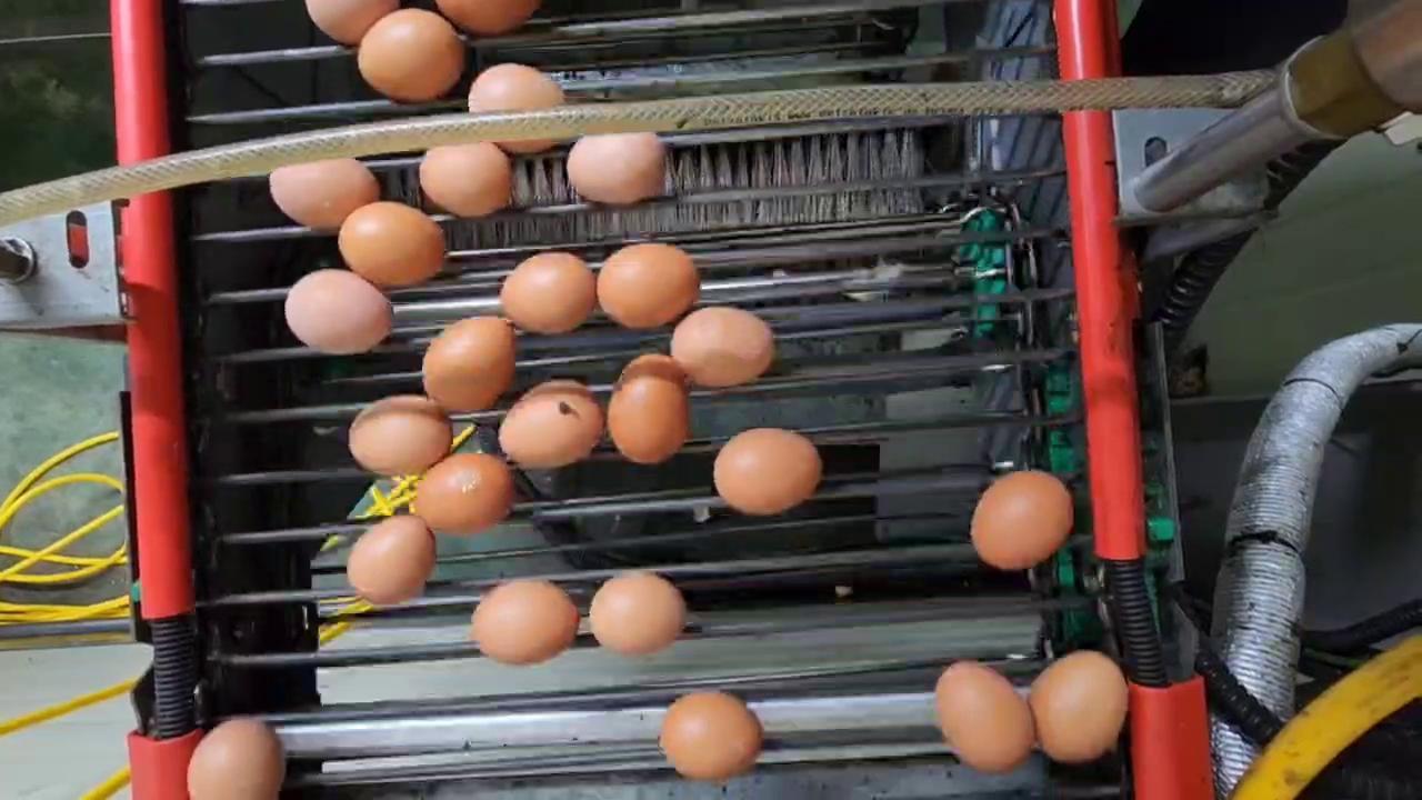 Egg Object Detection Dataset And Pre Trained Model By Detection