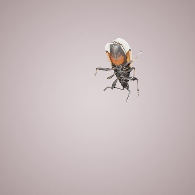 3D_Bugs Object Detection Dataset and Pre-Trained Model by Technische ...