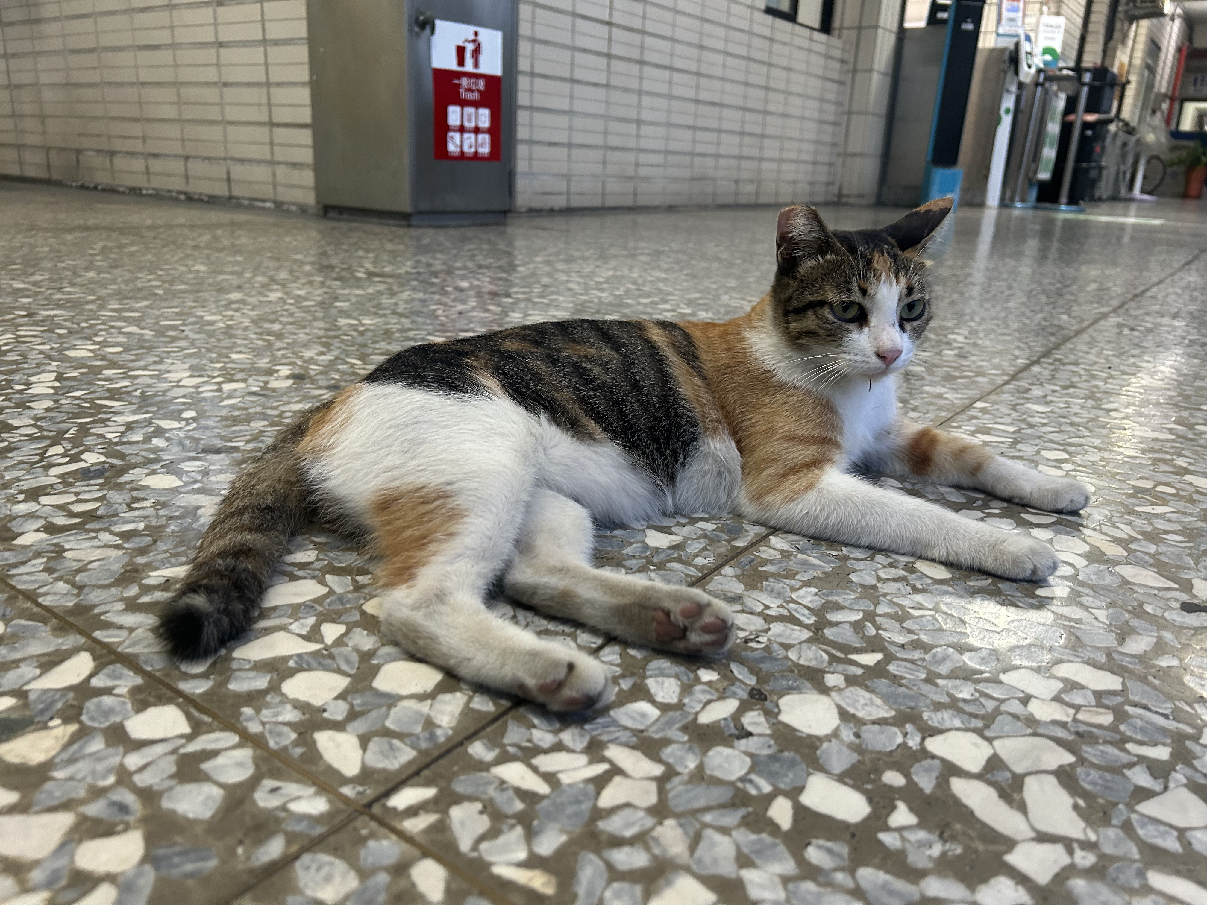 Segment_cat Instance Segmentation Model by HanX