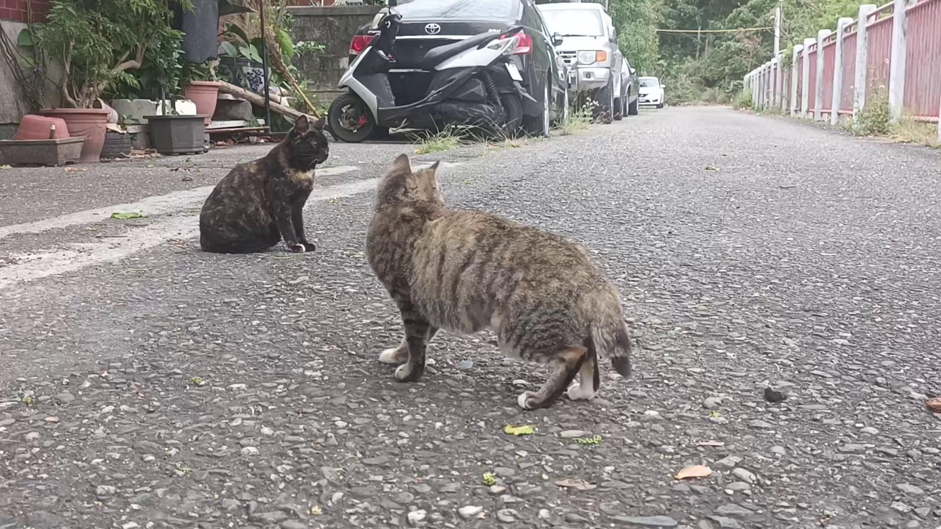 Cats Classification Object Detection Dataset by HanX