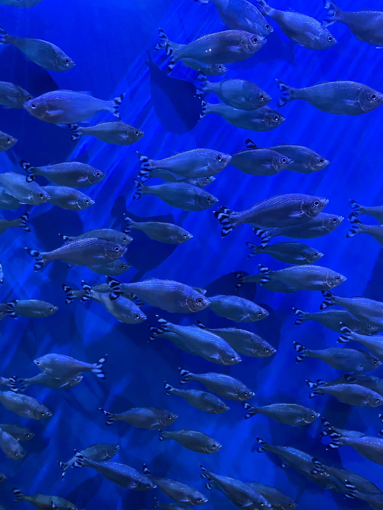 fish Object Detection Dataset by underwater fish