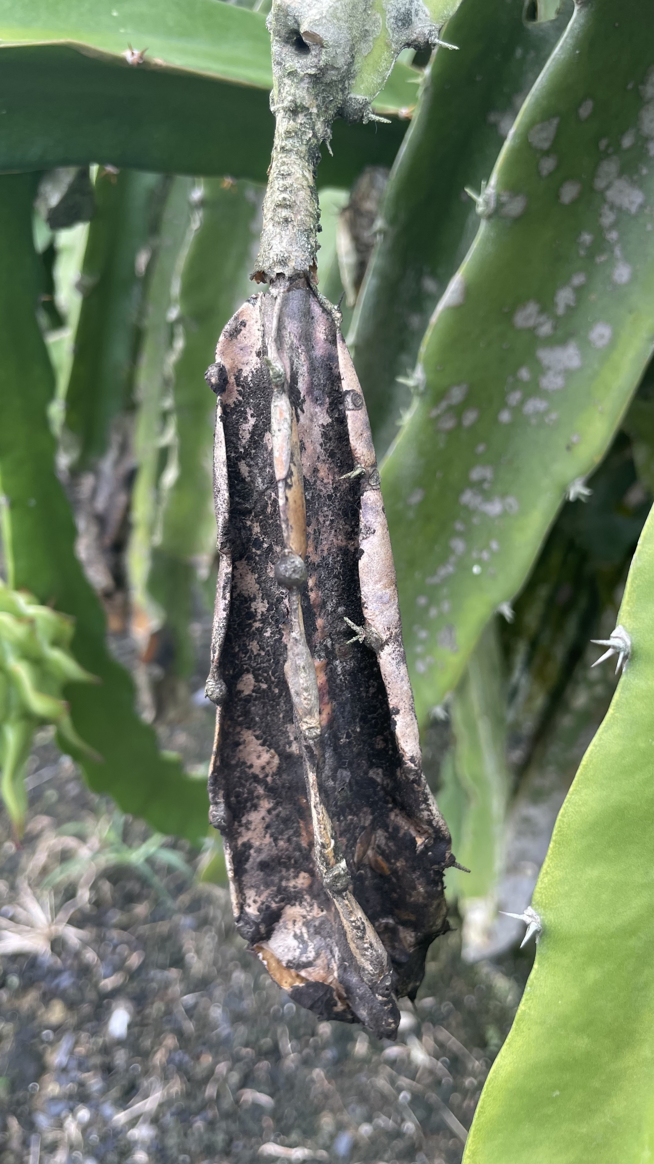 project2 Object Detection Model by project