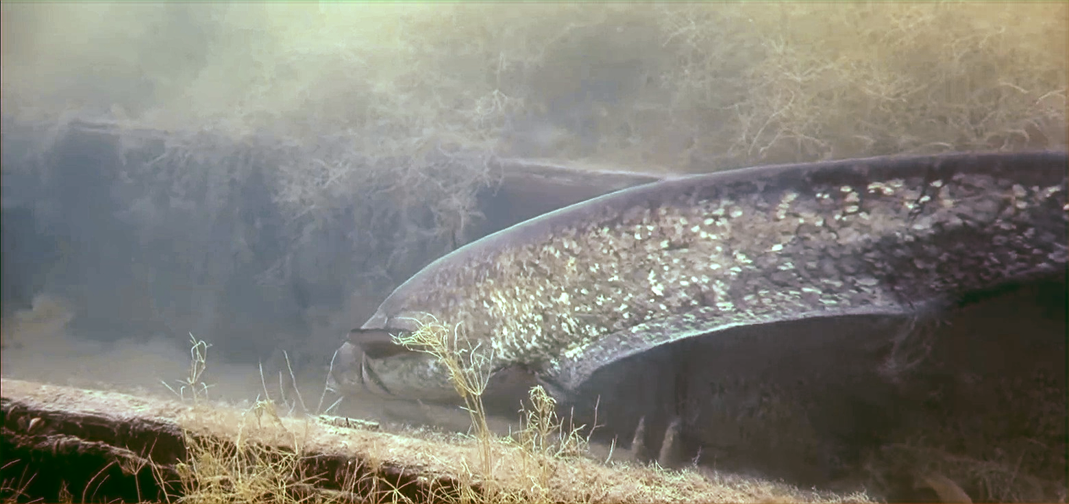 bigmouth_catfish + big_eyed_mandarin_fish Object Detection Dataset and ...