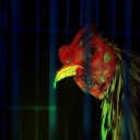 Chicken Detection Object Detection Dataset by Woong