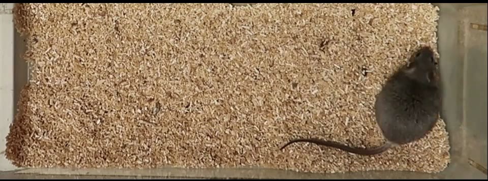 Labgym Instance Segmentation Dataset by Labgym