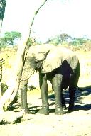 image-10-classification-Elephants Classification Model by ...