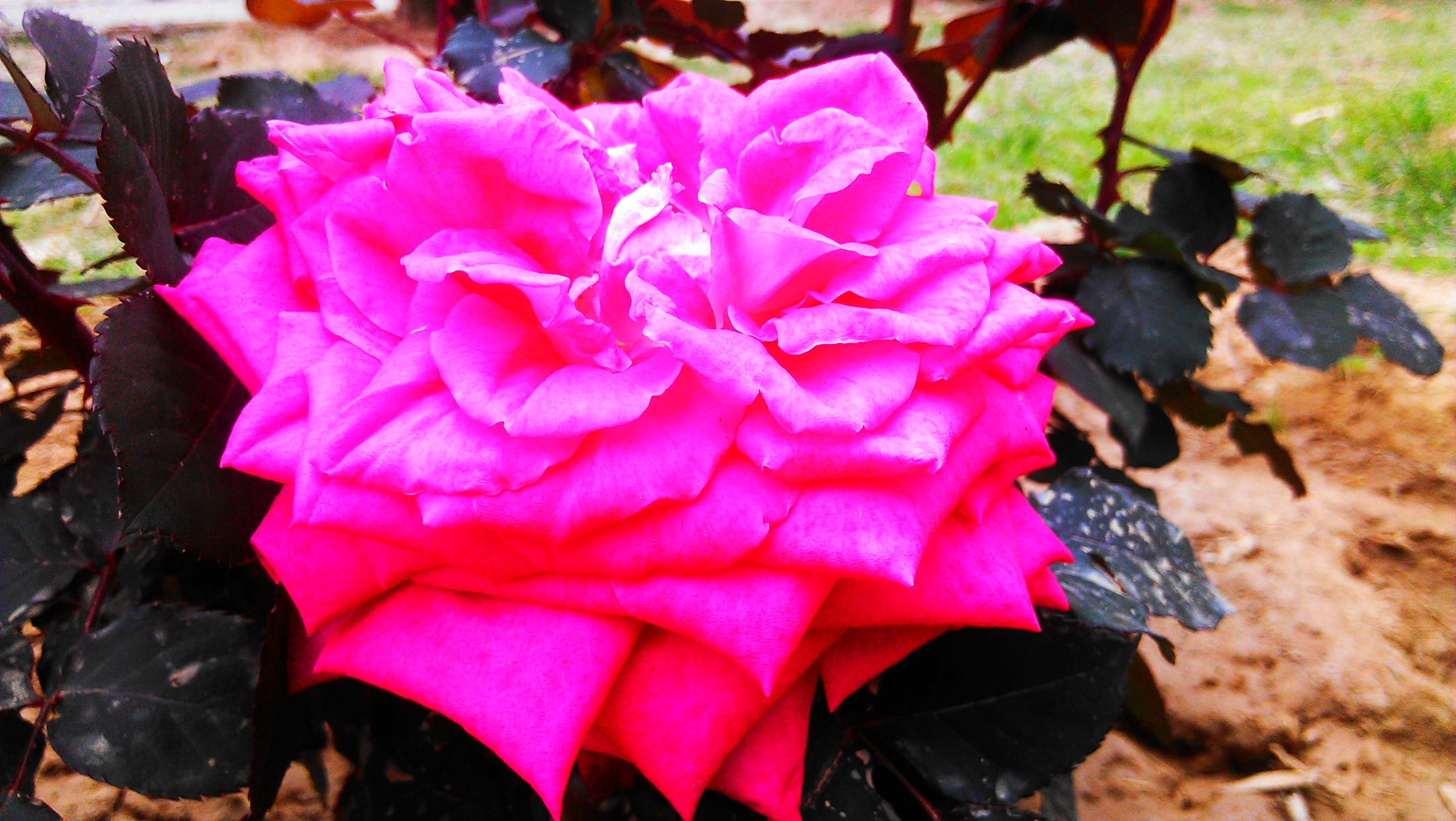 Roses Instance Segmentation Dataset by Master Study